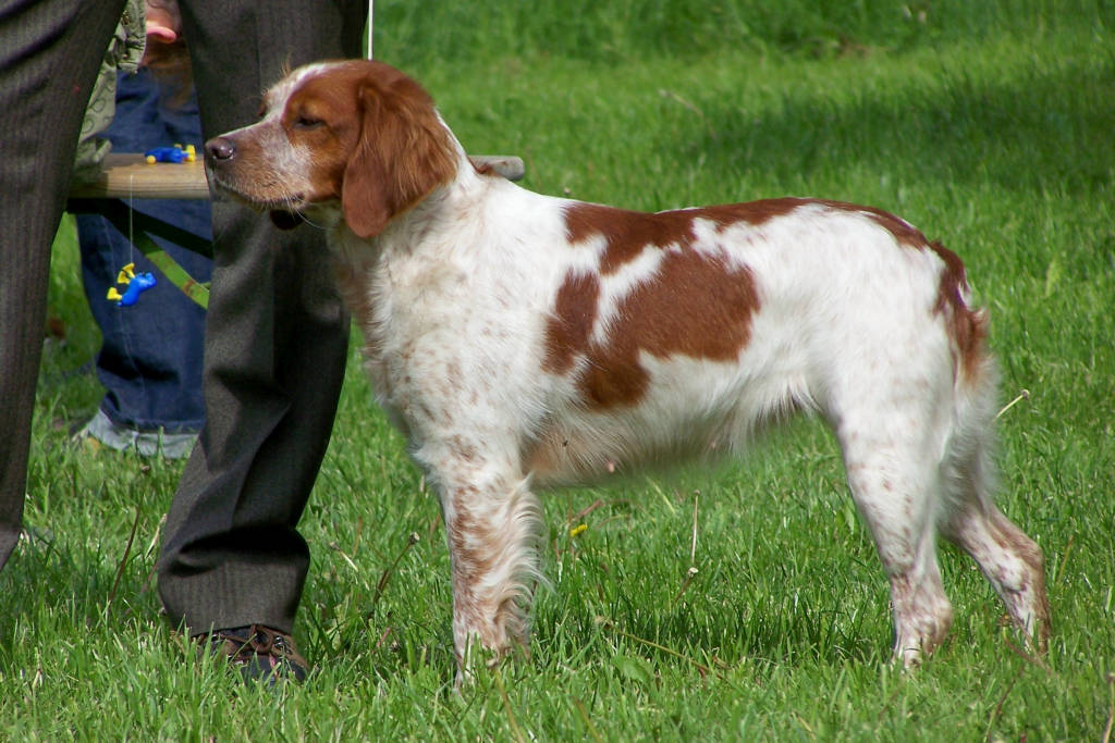 Rassestandard | Bretonen vom Junkenhof